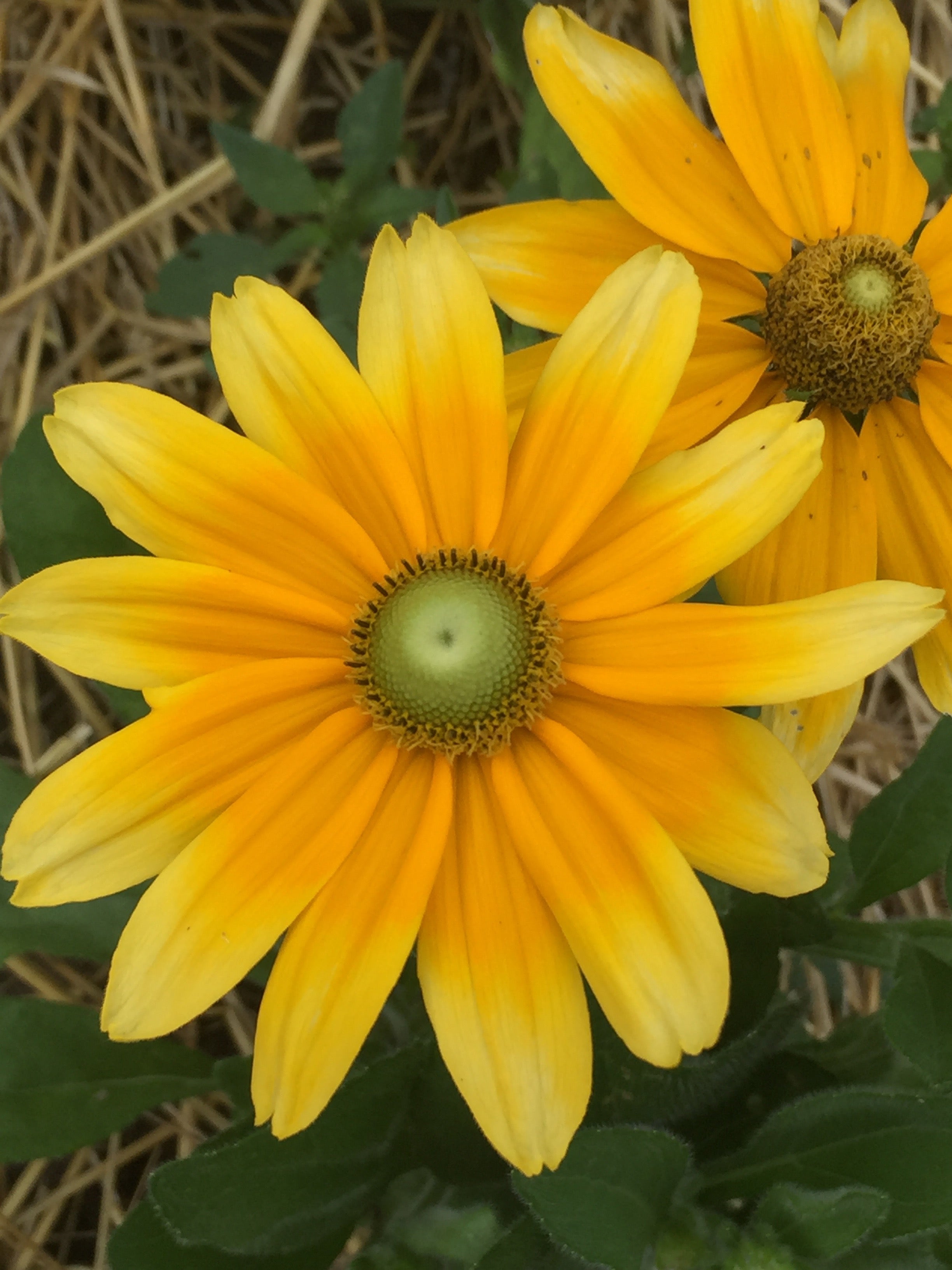 Kitchen Table Seed House - Canadian Organic and Heirloom Seeds