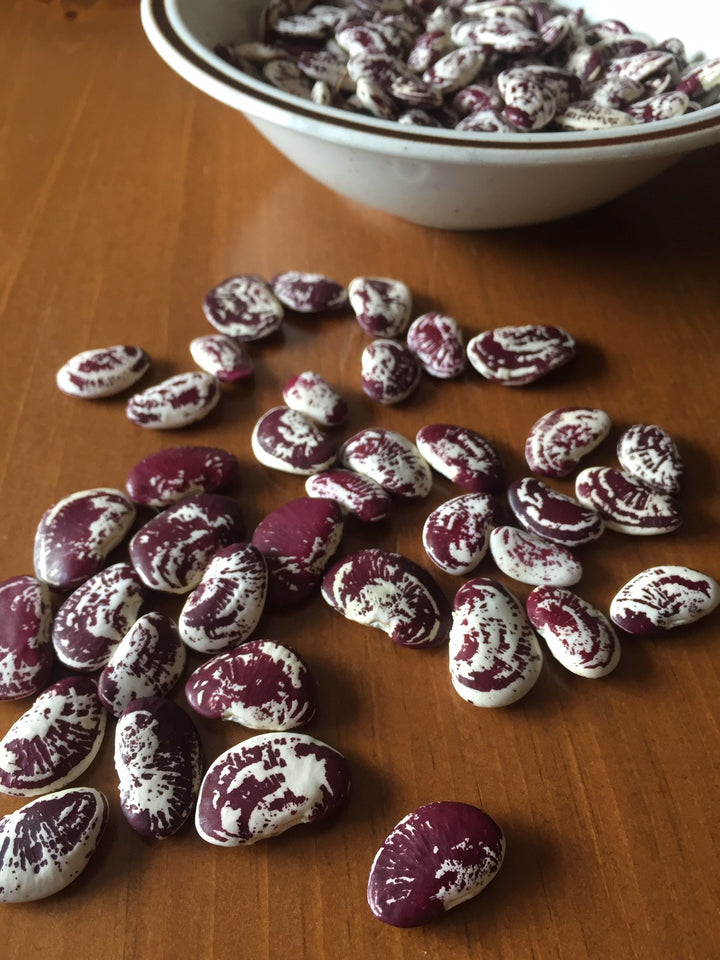 Buy Vegetable Seed – tagged "Beans" – Kitchen Table Seed House