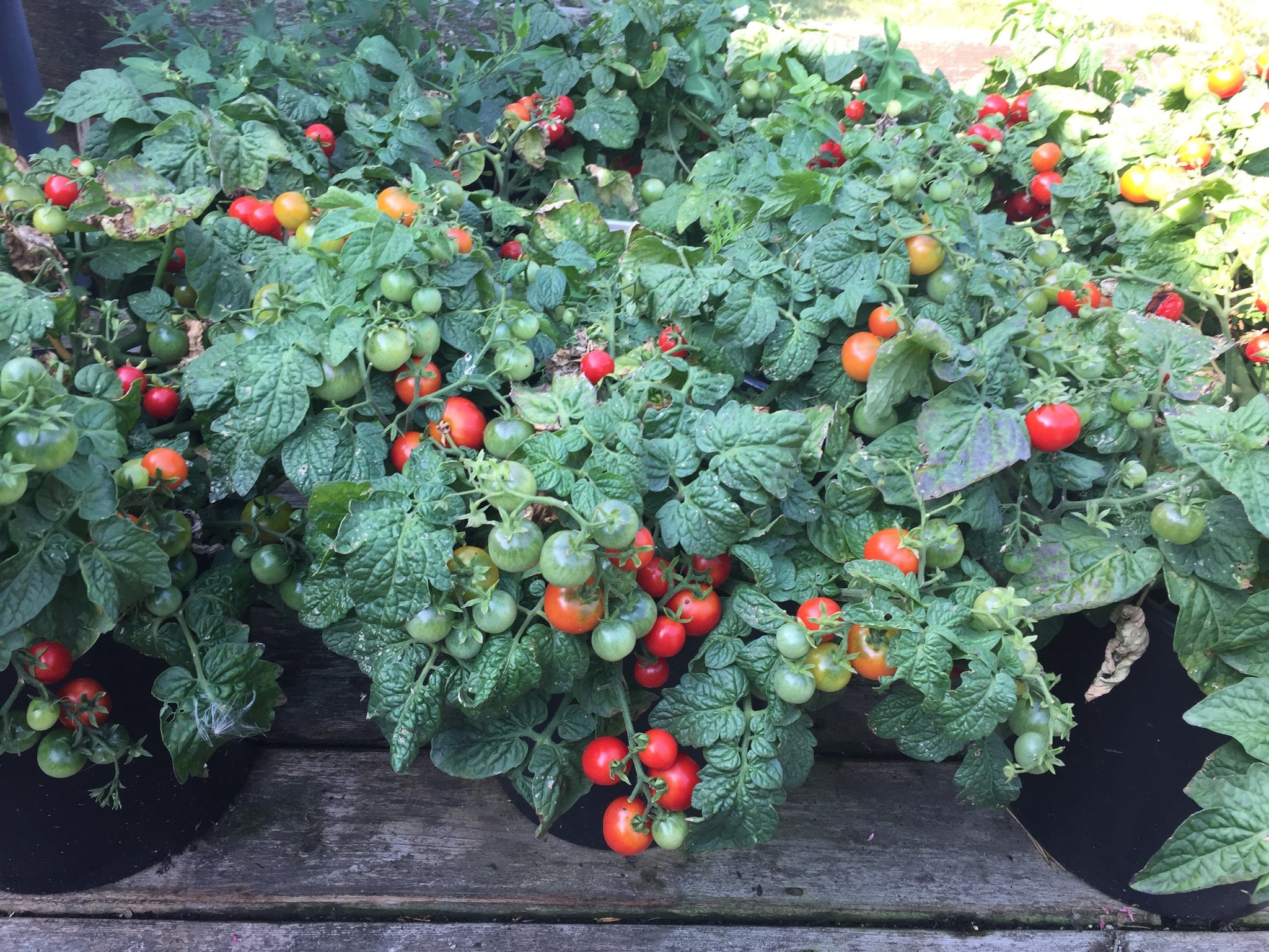 Minibel Tomato – Kitchen Table Seed House