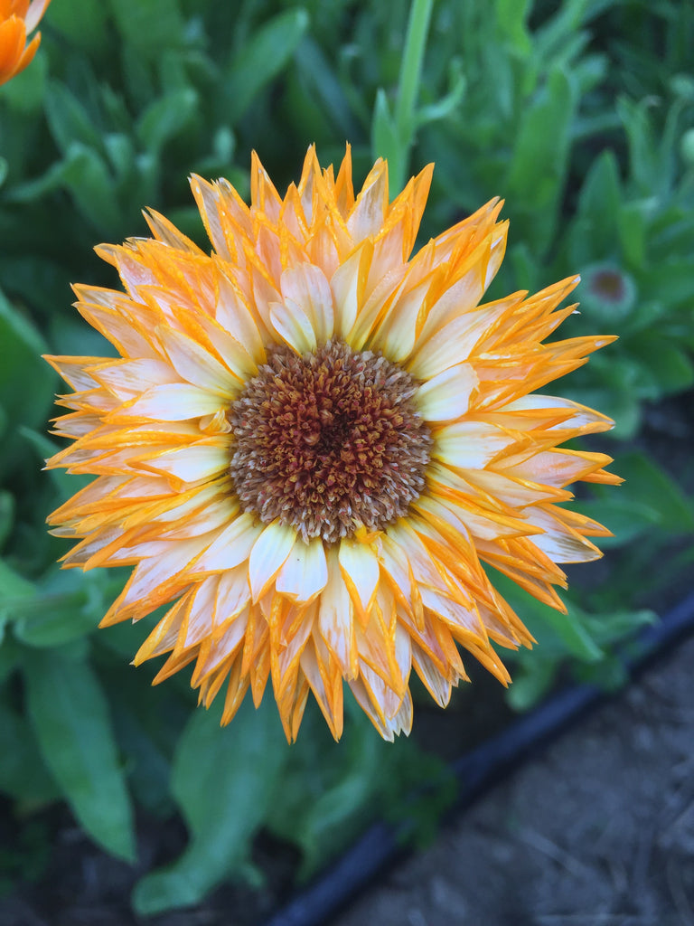 Pink Surprise Calendula – Kitchen Table Seed House